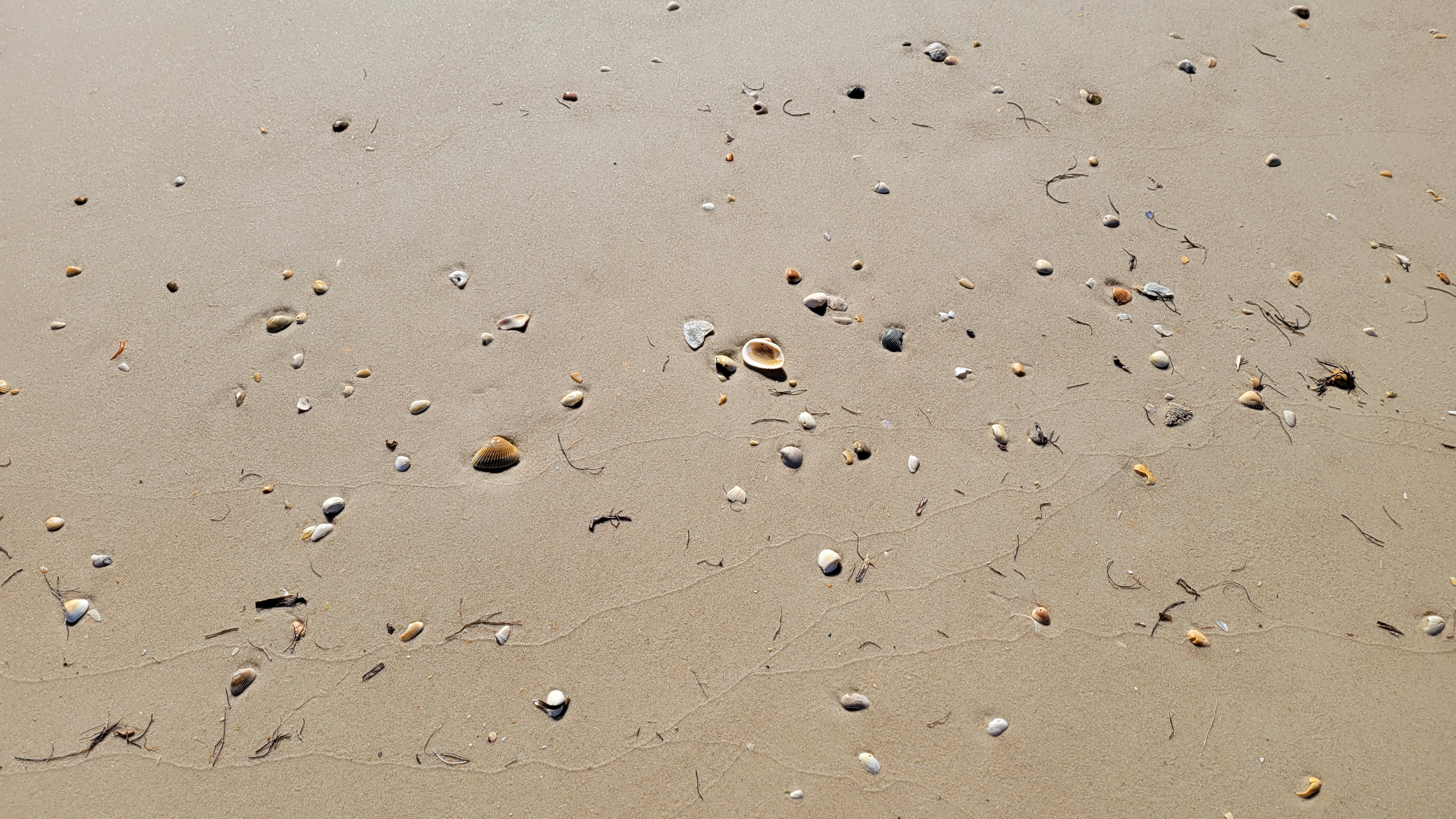 The Little Things – The Victory Garden