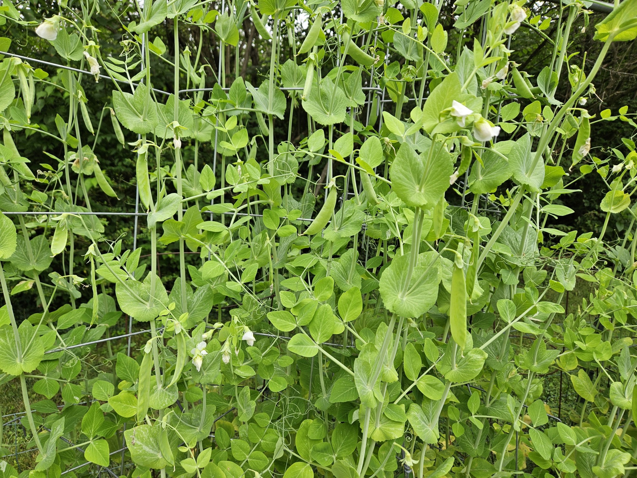 The Victory Garden – Gardening Tips for Spiritual Growth