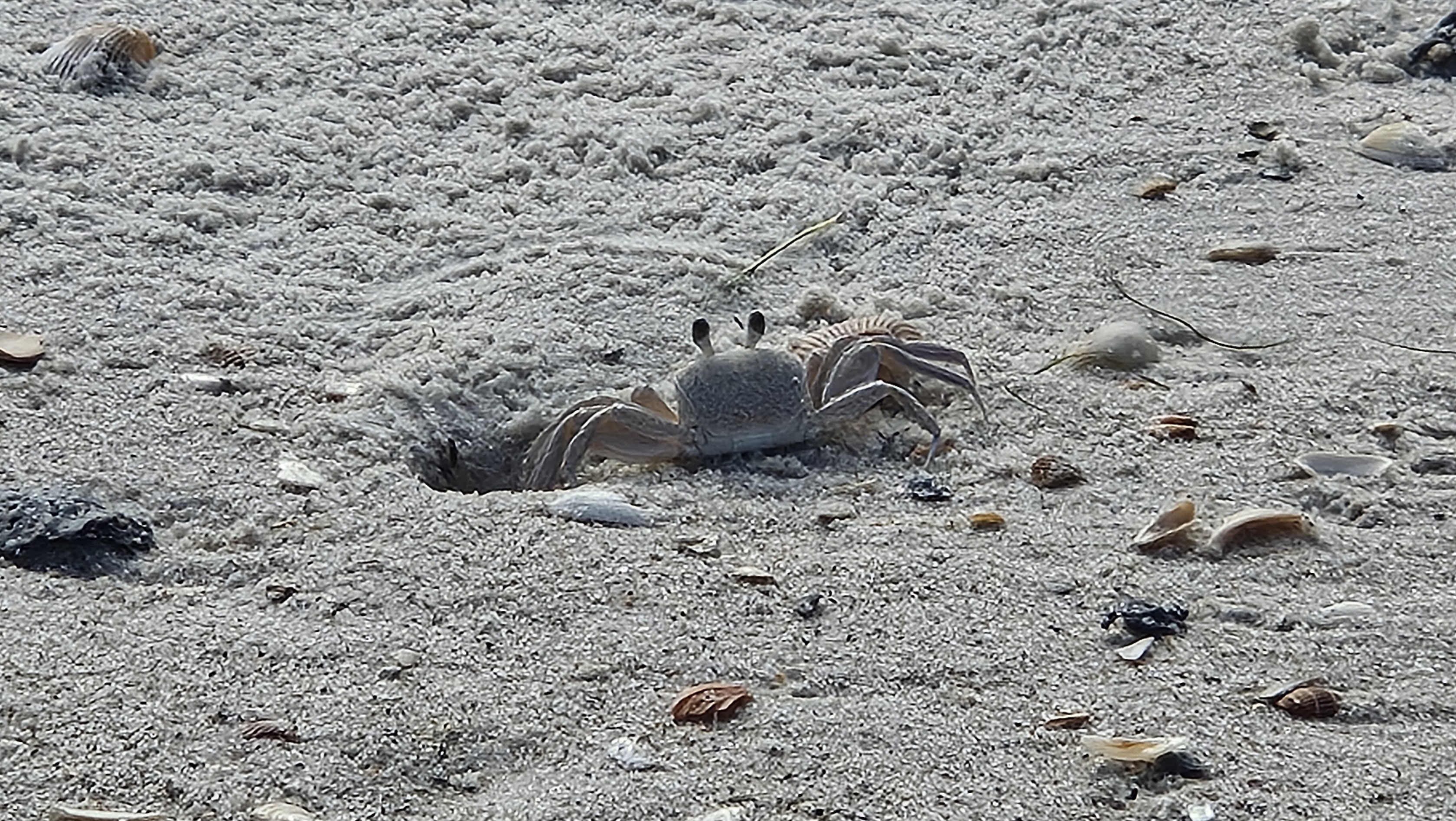 The Beach in August – The Victory Garden