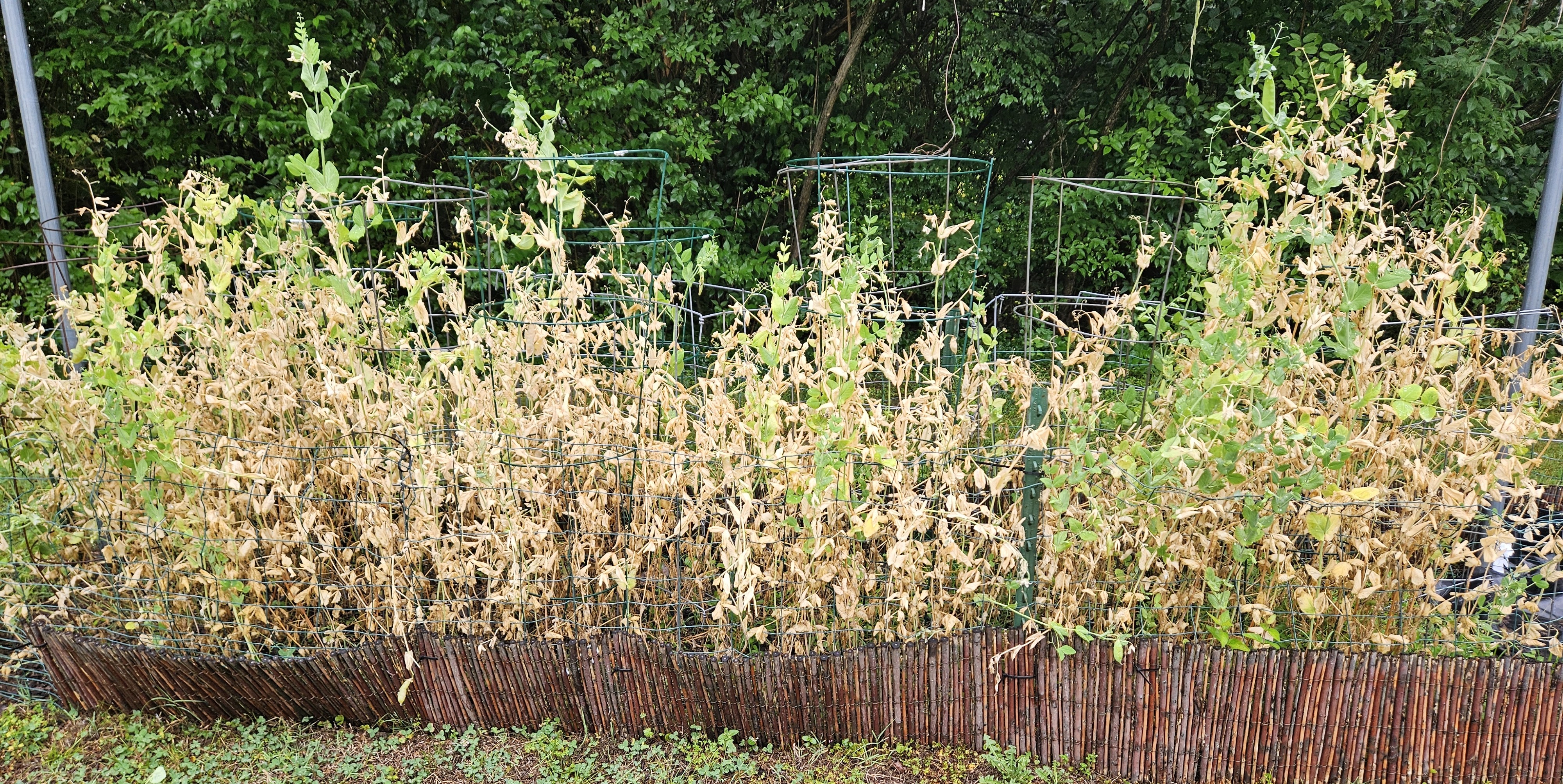 The Shift – The Victory Garden