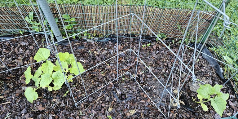 See the Bright Side – The Victory Garden