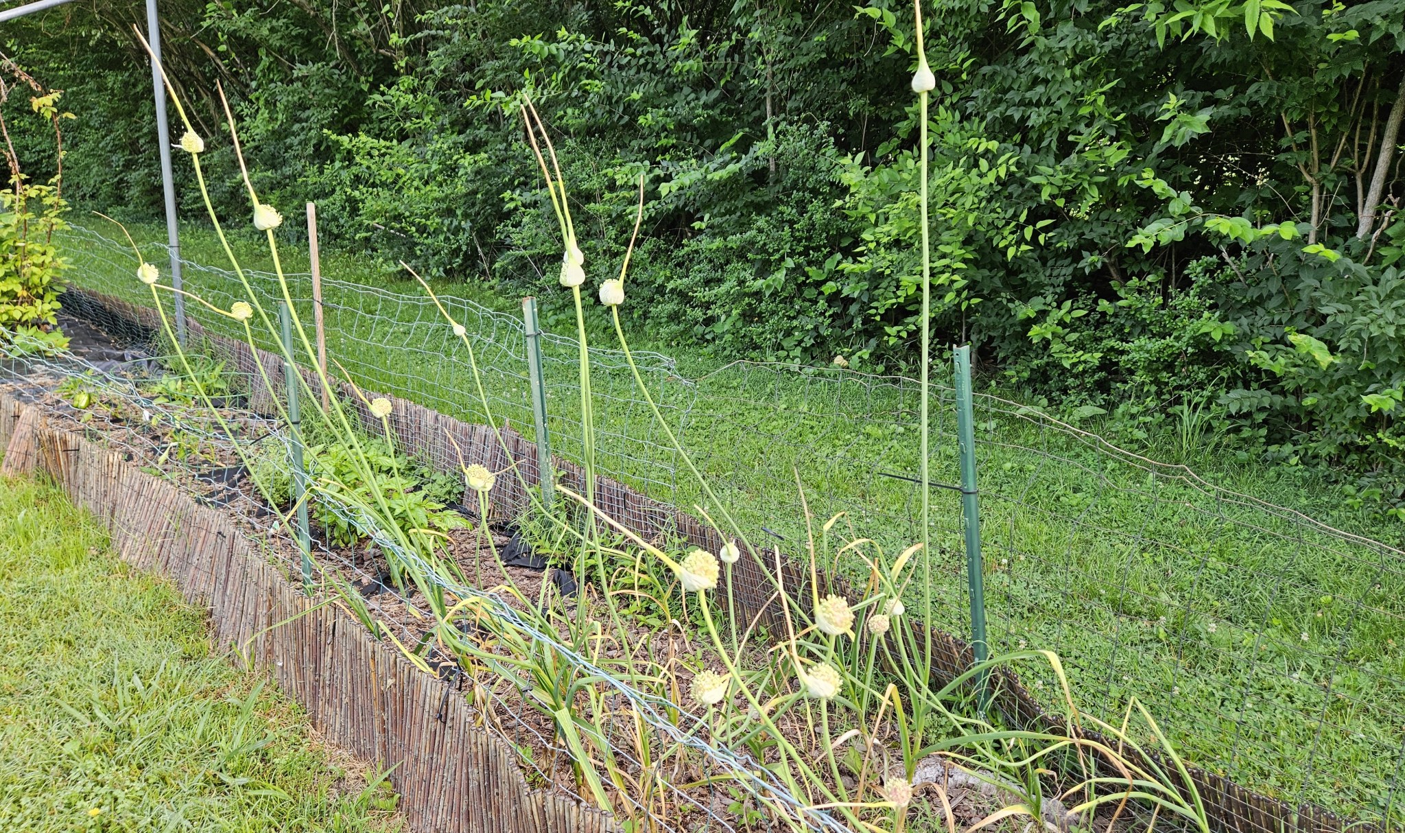 Garlic Varieties – The Victory Garden